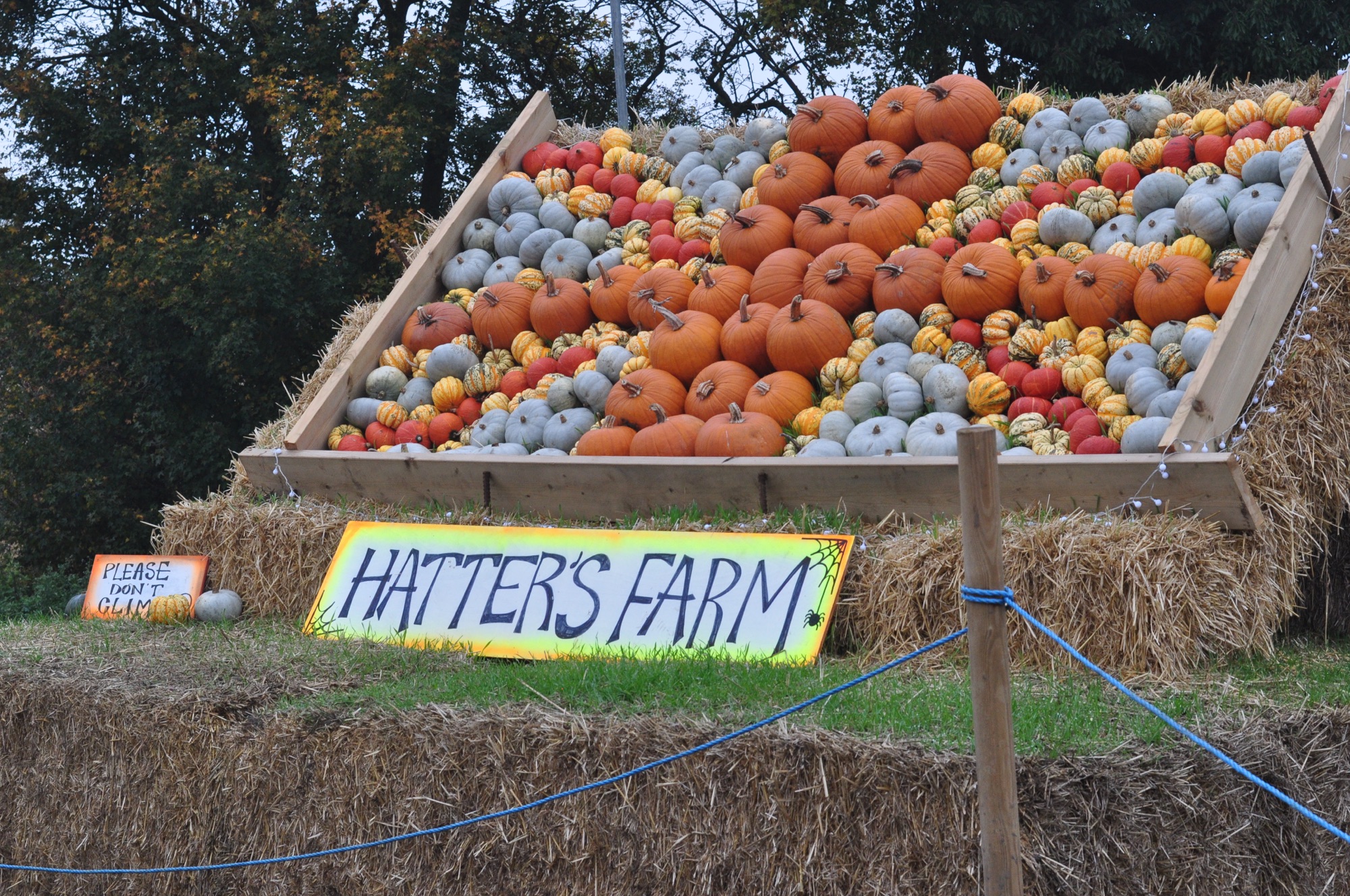 Pumpkin Picking at Hatters Farm // Days Out. - SarahLouWrites